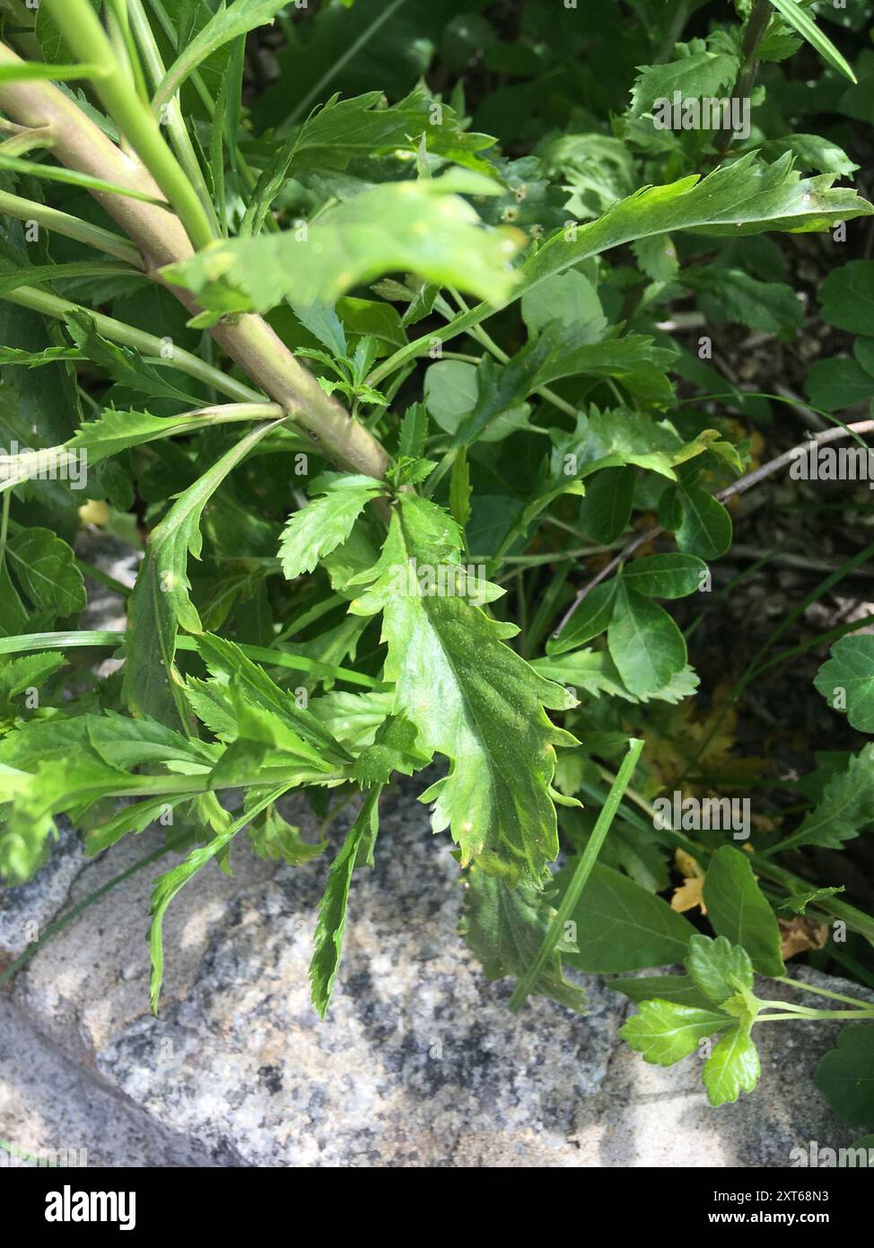 Virginia pepperweed (Lepidium virginicum) Plantae Stock Photo - Alamy