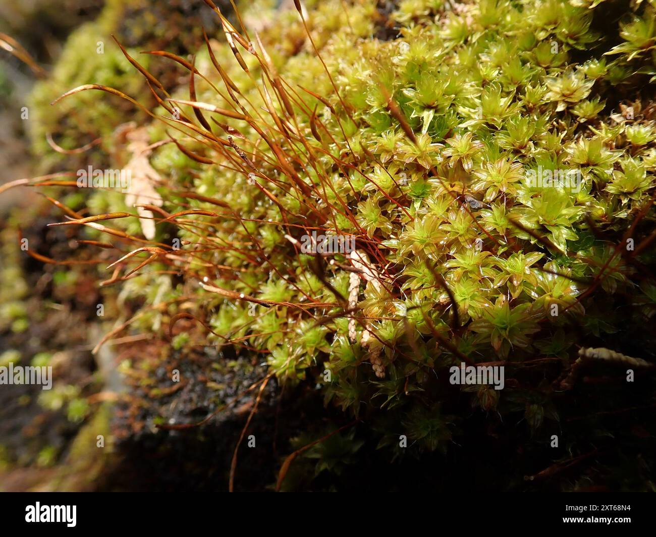 Brown Screw-moss (Syntrichia princeps) Plantae Stock Photo - Alamy