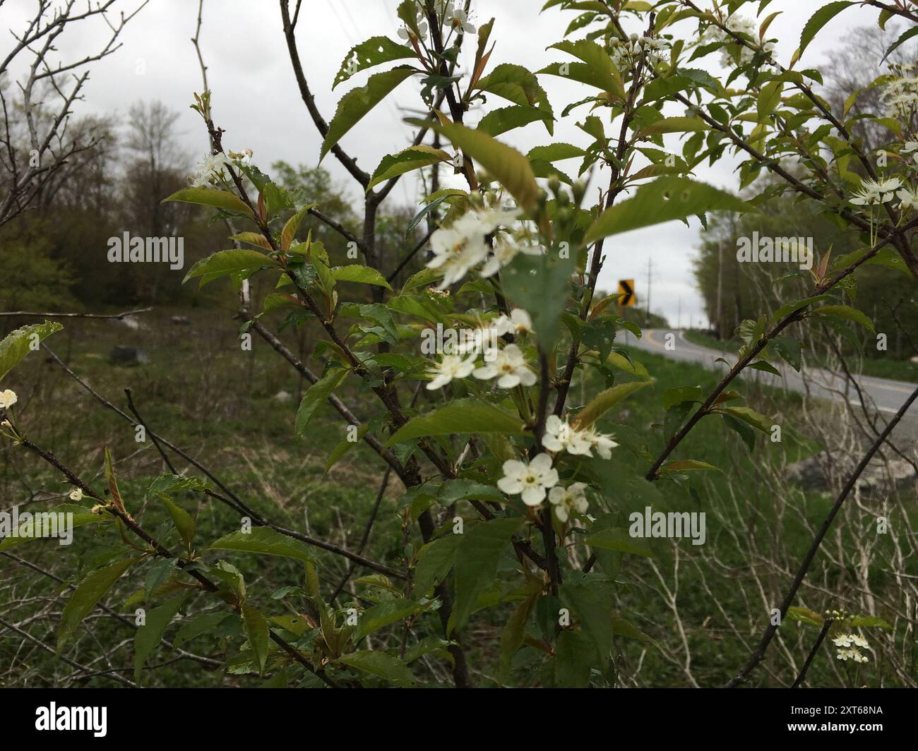 fire cherry (Prunus pensylvanica) Plantae Stock Photo - Alamy