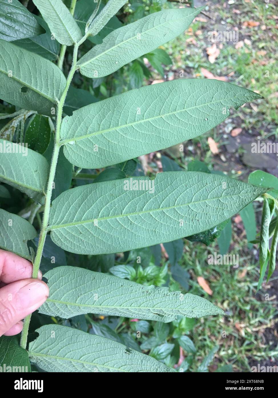 Juglans neotropica hi-res stock photography and images - Alamy