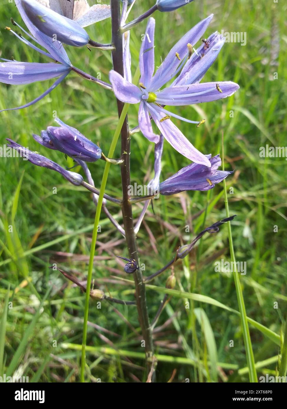 great camas (Camassia leichtlinii) Plantae Stock Photo - Alamy