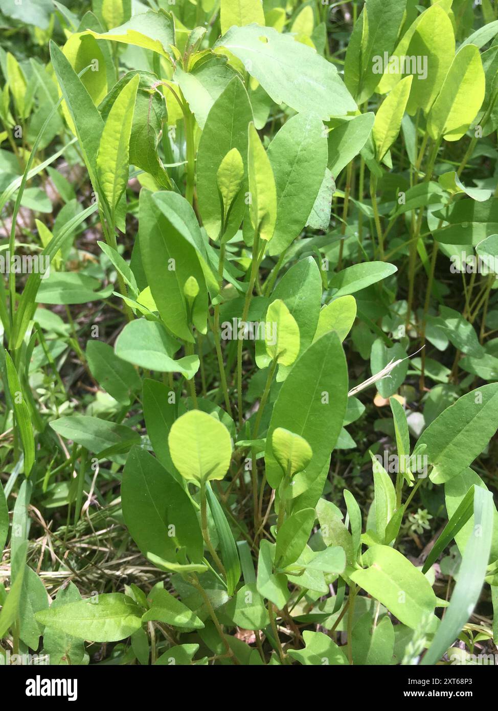 arrow-leaved tearthumb (Persicaria sagittata) Plantae Stock Photo - Alamy
