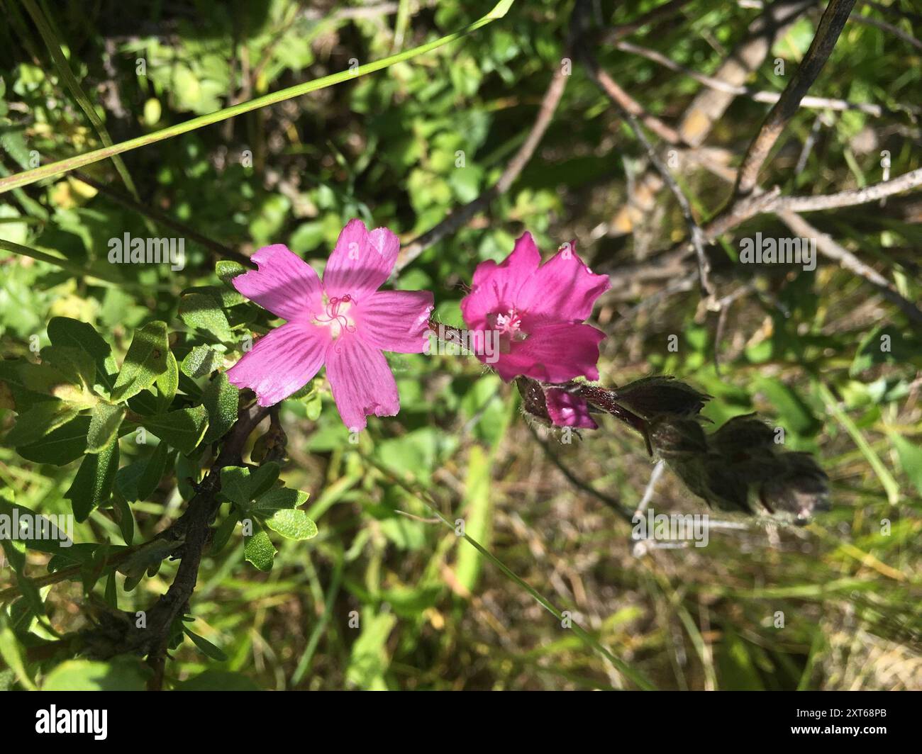 checkerbloom (Sidalcea malviflora) Plantae Stock Photo - Alamy