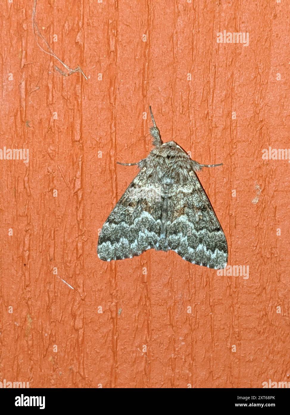 Western Panthea Moth (Panthea virginarius) Insecta Stock Photo - Alamy