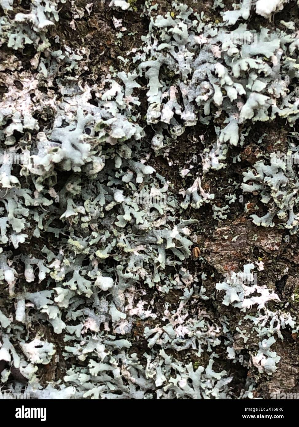 Hooded Rosette Lichen (Physcia adscendens) Fungi Stock Photo - Alamy