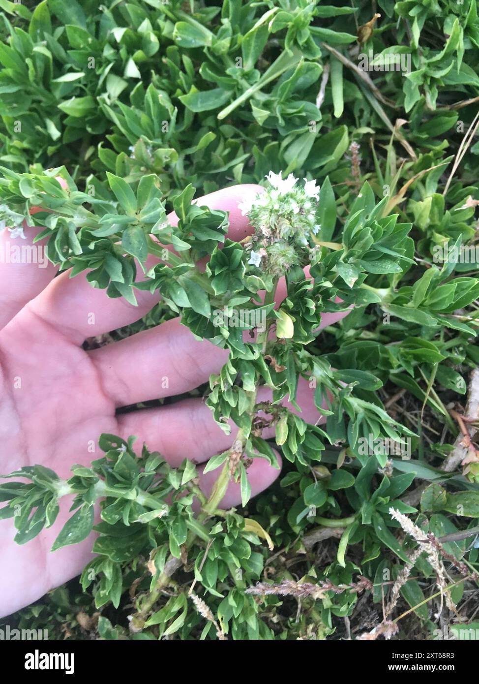 shrubby false buttonweed (Spermacoce verticillata) Plantae Stock Photo ...