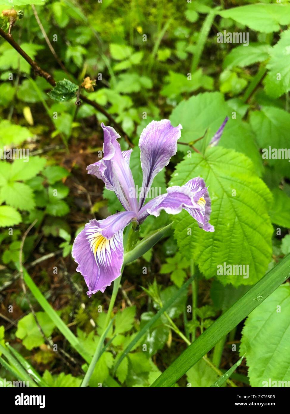 Oregon iris (Iris tenax) Plantae Stock Photo - Alamy
