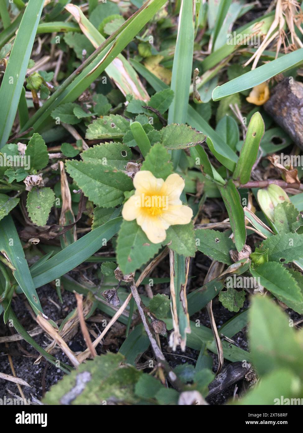 Common Fanpetals (Sida ulmifolia) Plantae Stock Photo - Alamy