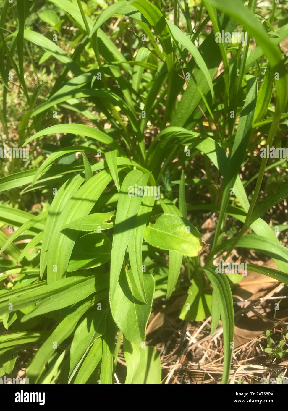 Oak Barrens Barbara's-Buttons (Marshallia legrandii) Plantae Stock ...