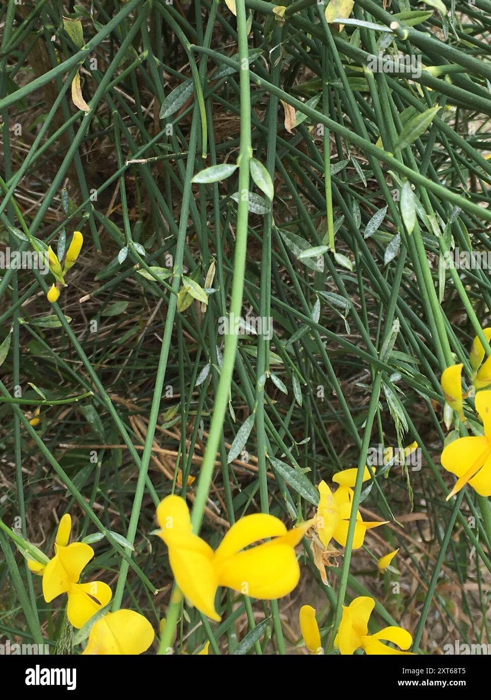 flowering plants (Angiospermae) Plantae Stock Photo - Alamy