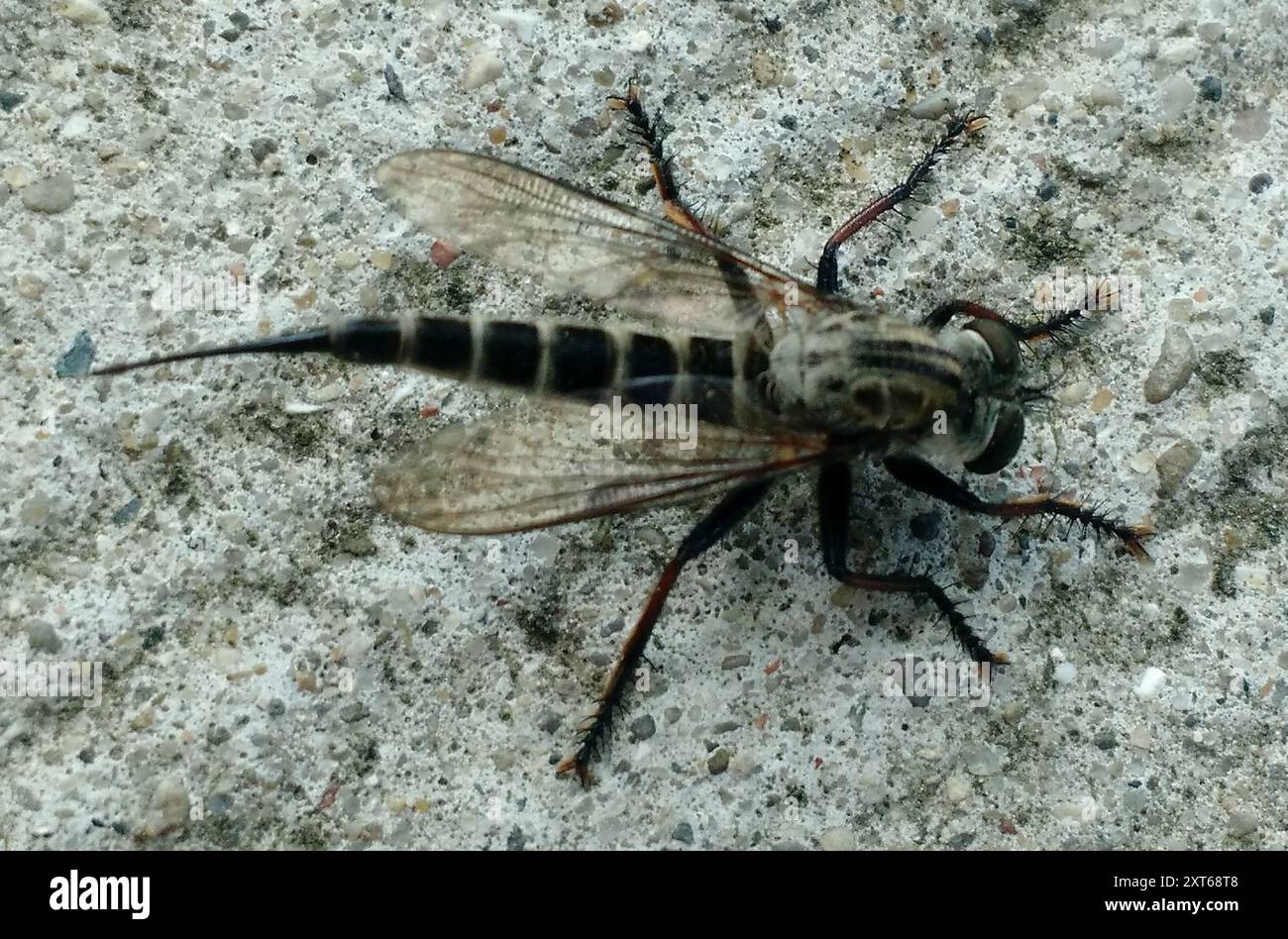 Northeastern Hammertail (Efferia aestuans) Insecta Stock Photo - Alamy