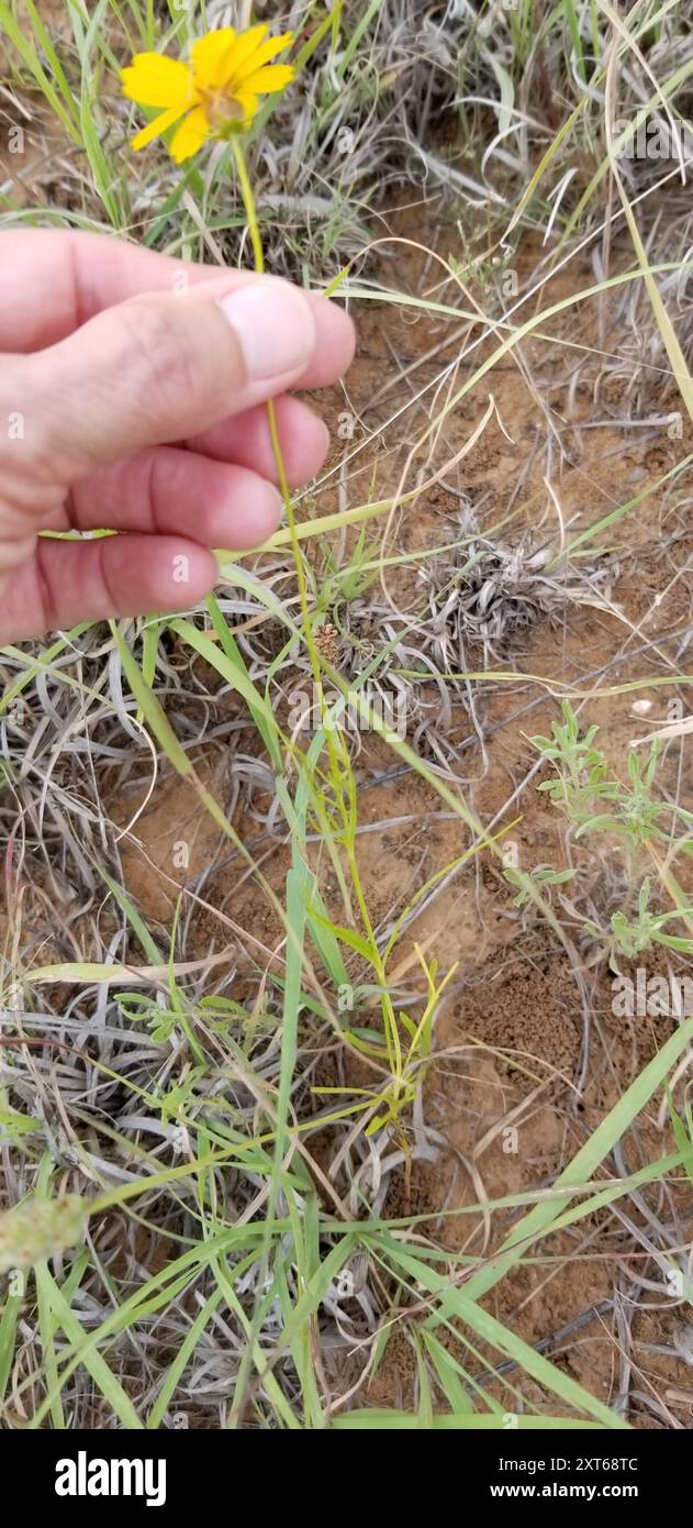 stiff greenthread (Thelesperma filifolium) Plantae Stock Photo - Alamy