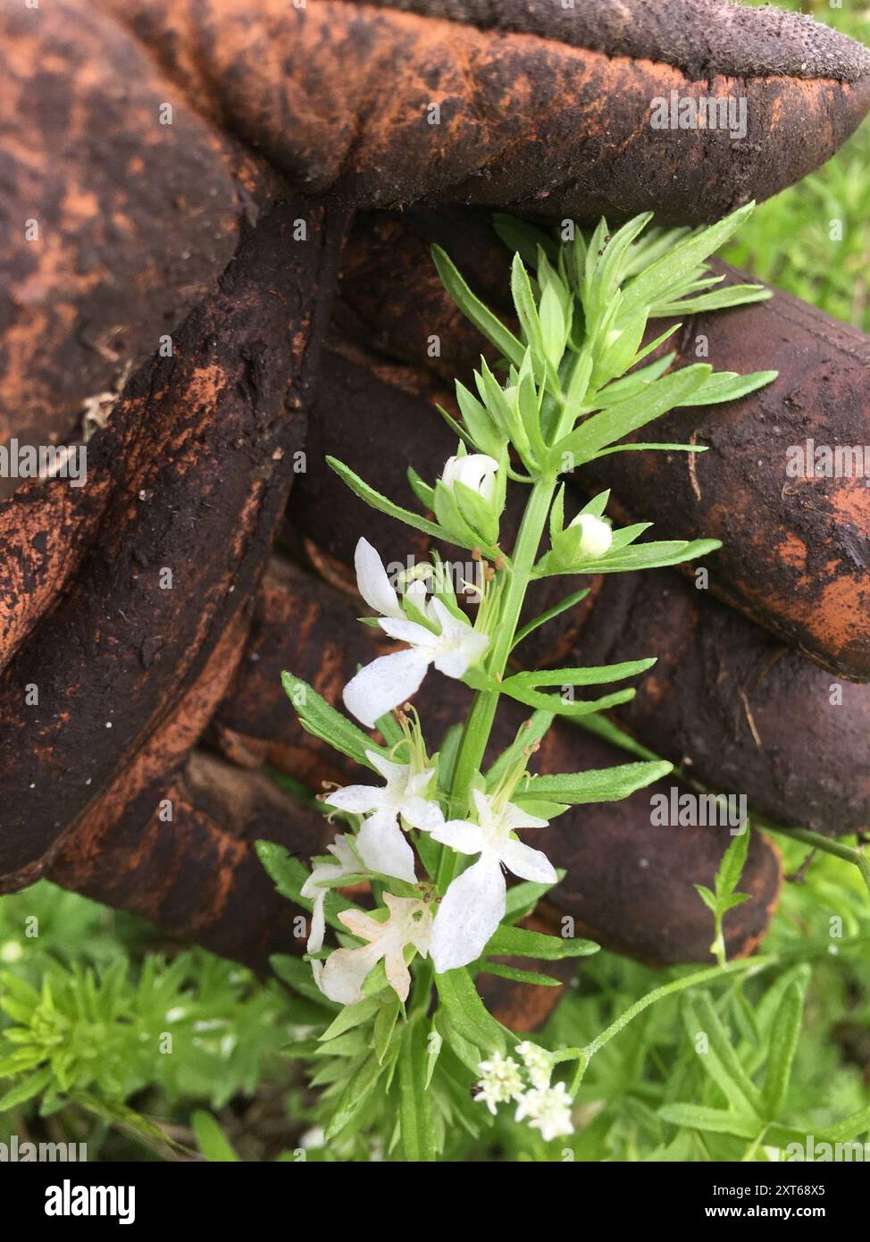coastal germander (Teucrium cubense) Plantae Stock Photo - Alamy