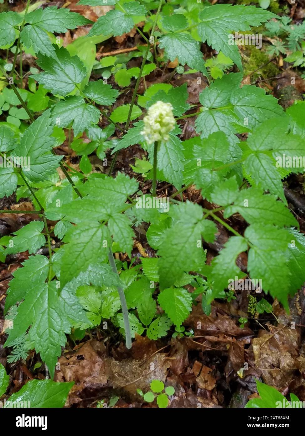 white baneberry (Actaea pachypoda) Plantae Stock Photo - Alamy