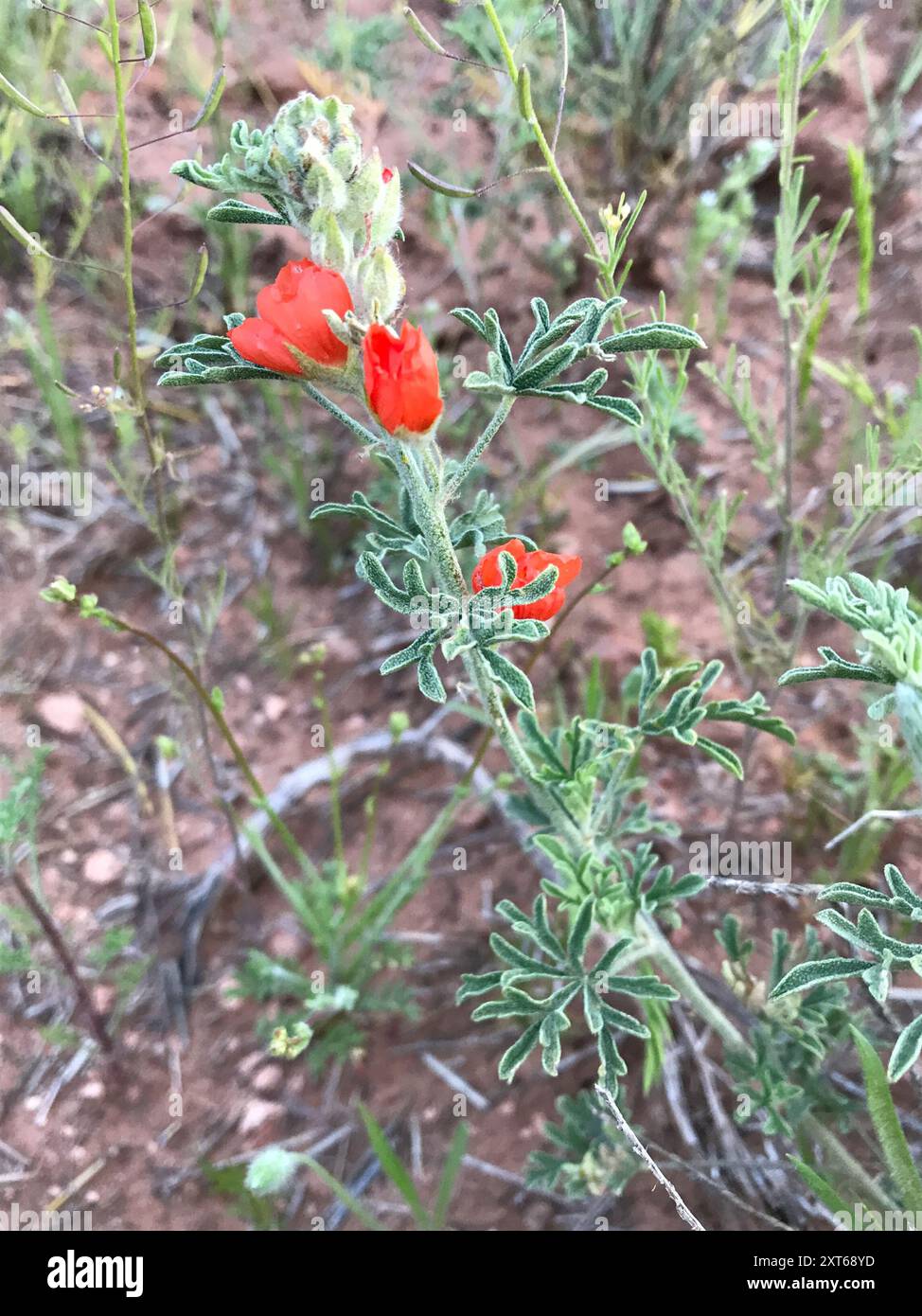 Scarlet Globemallow (Sphaeralcea coccinea) Plantae Stock Photo - Alamy