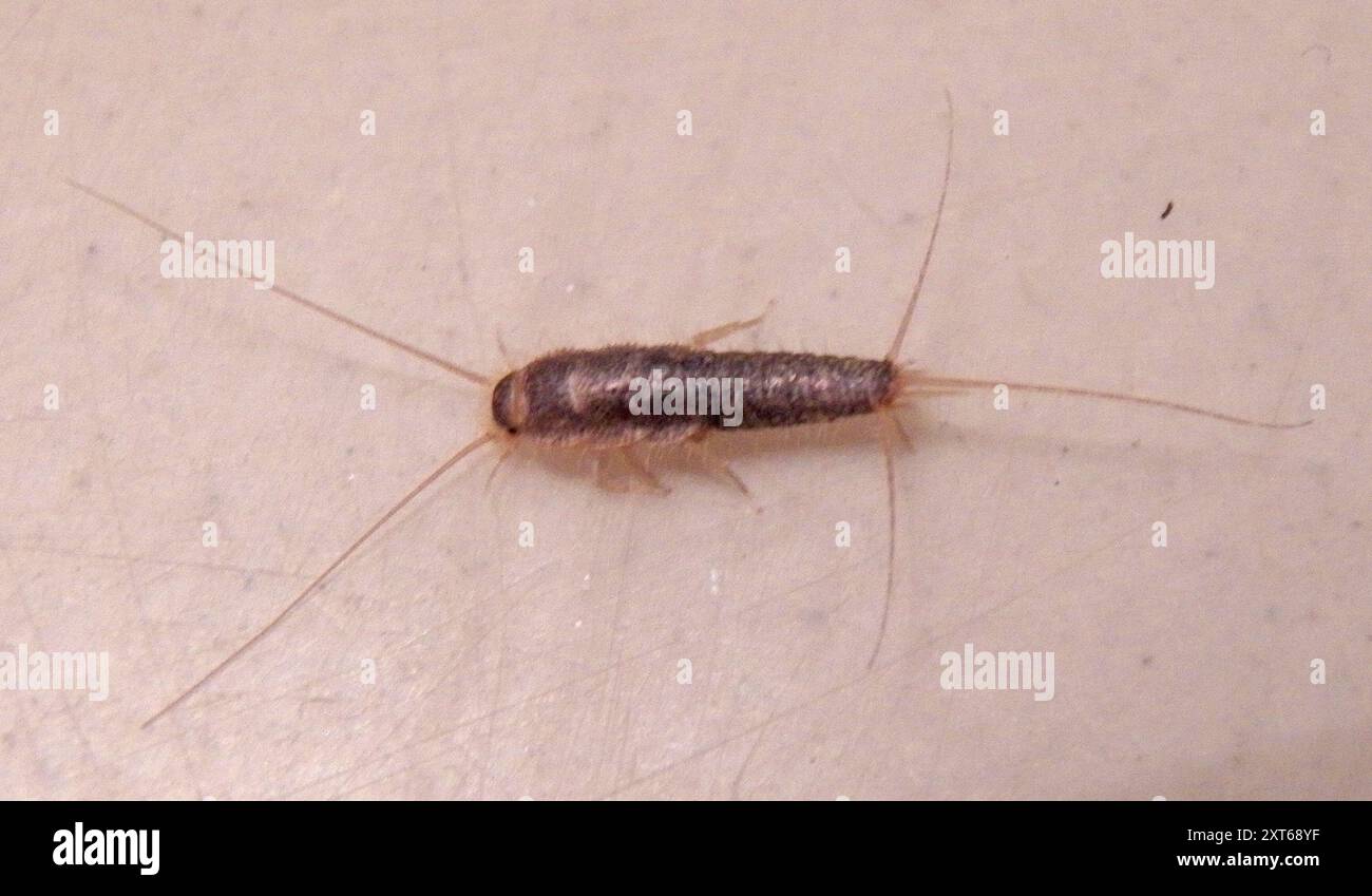 Long-tailed Silverfish (Ctenolepisma longicaudatum) Insecta Stock Photo ...