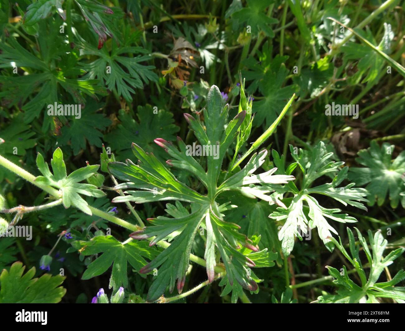 Cut-leaved crane's-bill (Geranium dissectum) Plantae Stock Photo - Alamy