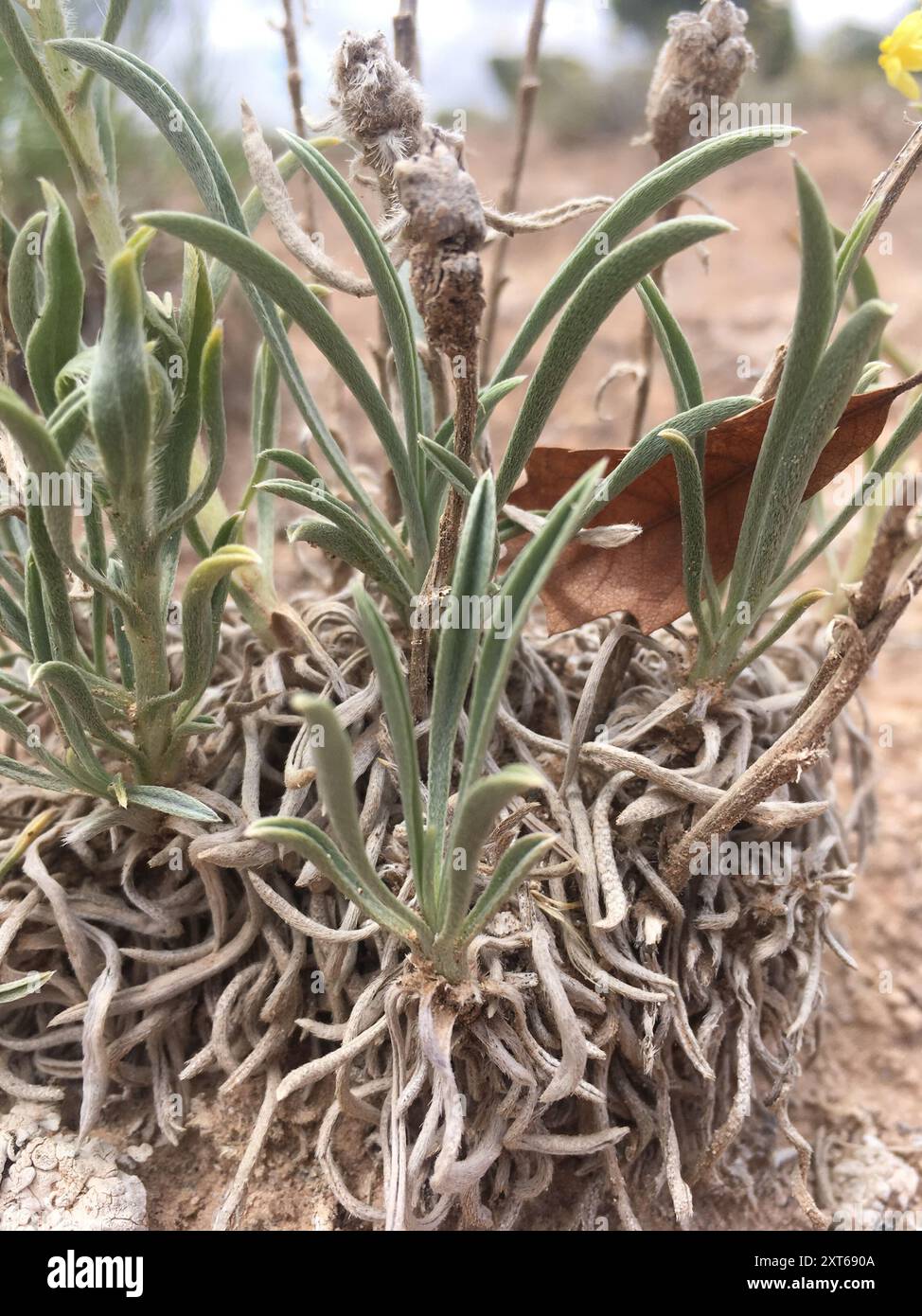 Brenda's Yellow Cryptantha (Oreocarya flava) Plantae Stock Photo - Alamy