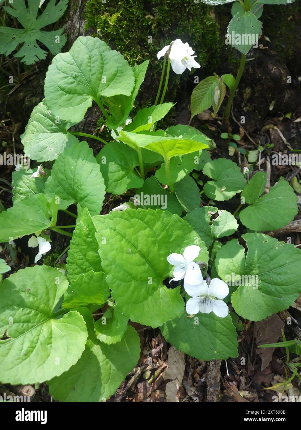 violets (Viola) Plantae Stock Photo - Alamy