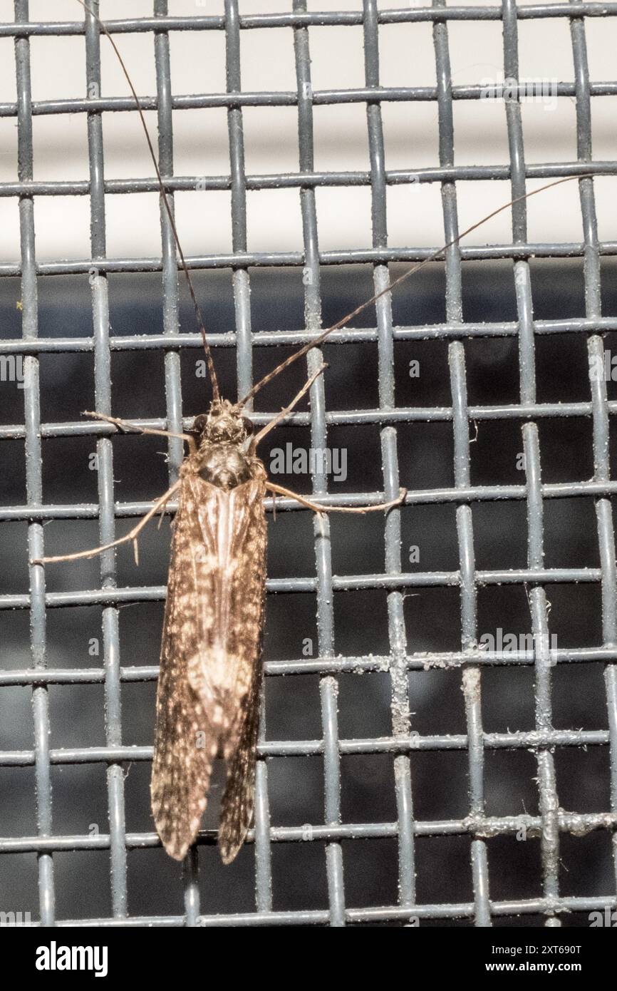 Caddisflies (Trichoptera) Insecta Stock Photo - Alamy