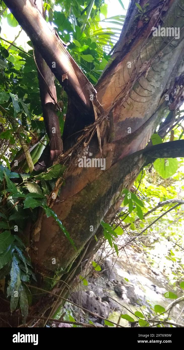 Caroline ivory-nut palm (Metroxylon amicarum) Plantae Stock Photo - Alamy