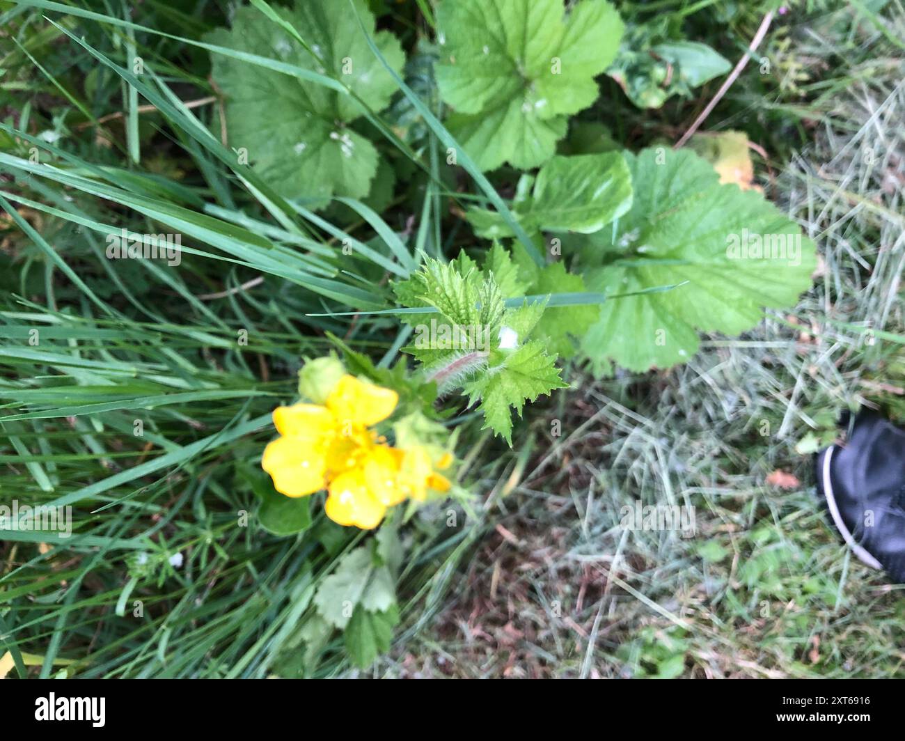 (Geum macrophyllum macrophyllum) Plantae Stock Photo - Alamy