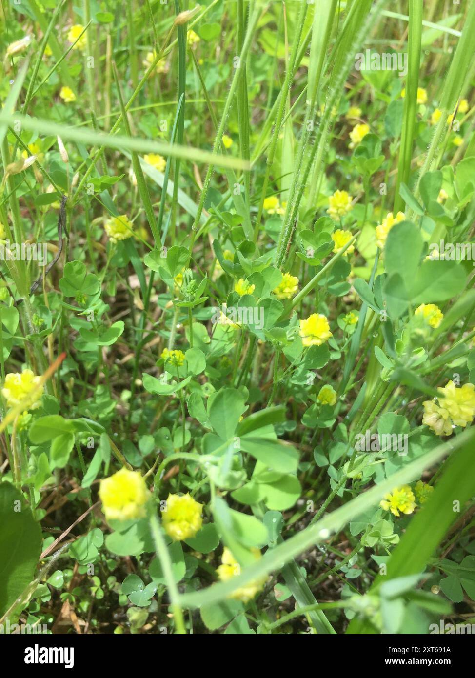 hop trefoil (Trifolium campestre) Plantae Stock Photo - Alamy