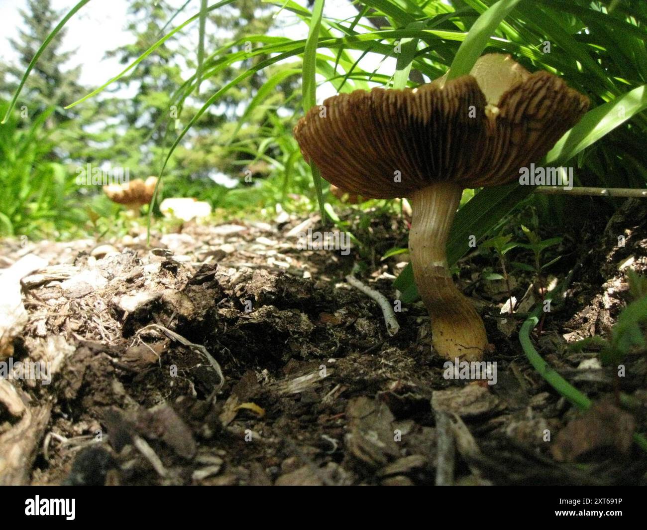Spring Fieldcap (Agrocybe praecox) Fungi Stock Photo - Alamy