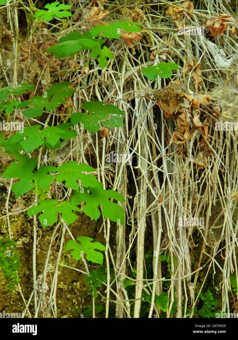 desert wild grape (Vitis girdiana) Plantae Stock Photo - Alamy
