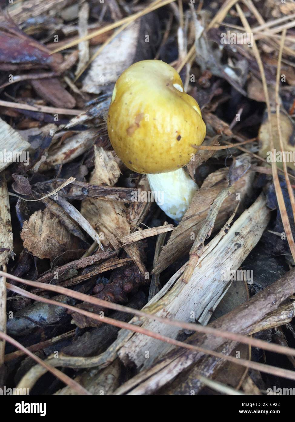 yellow fieldcap (Bolbitius titubans) Fungi Stock Photo - Alamy