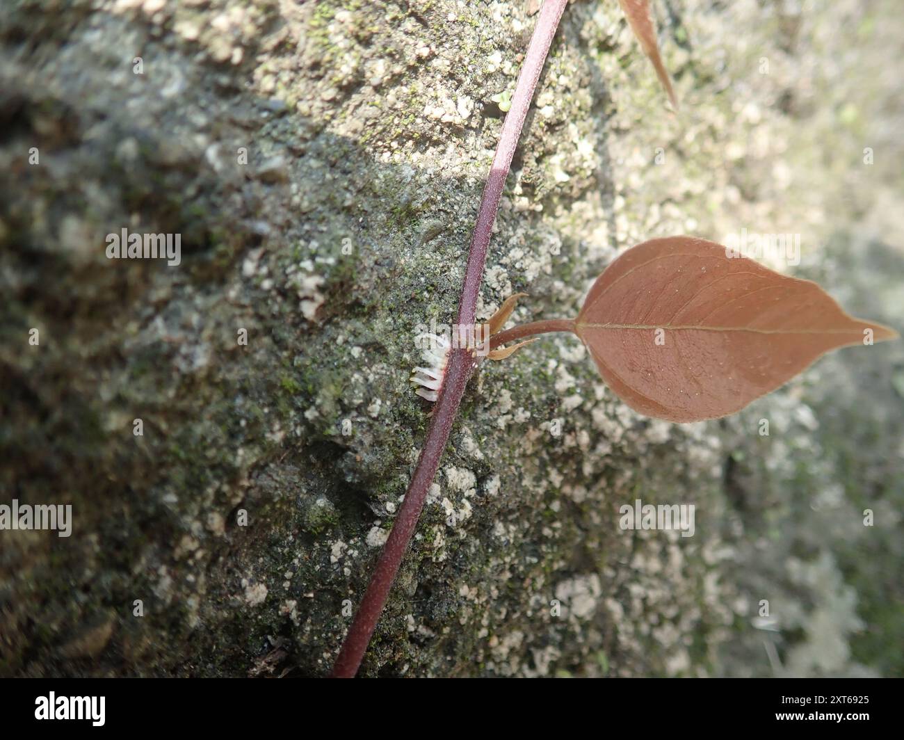 (Ficus sarmentosa nipponica) Plantae Stock Photo - Alamy