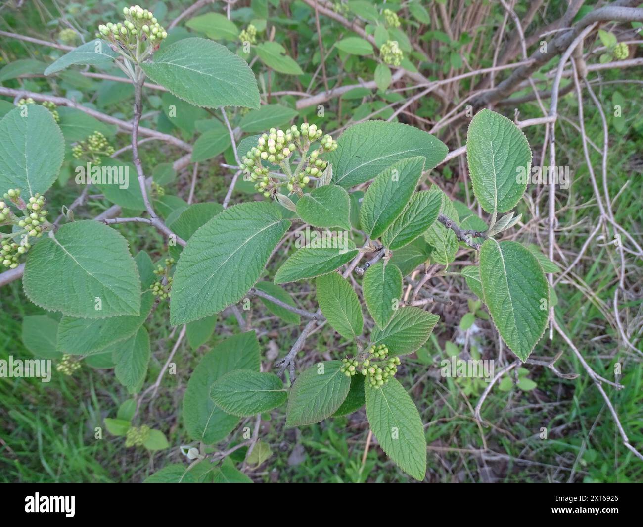 Wayfaring-tree (Viburnum lantana) Plantae Stock Photo - Alamy