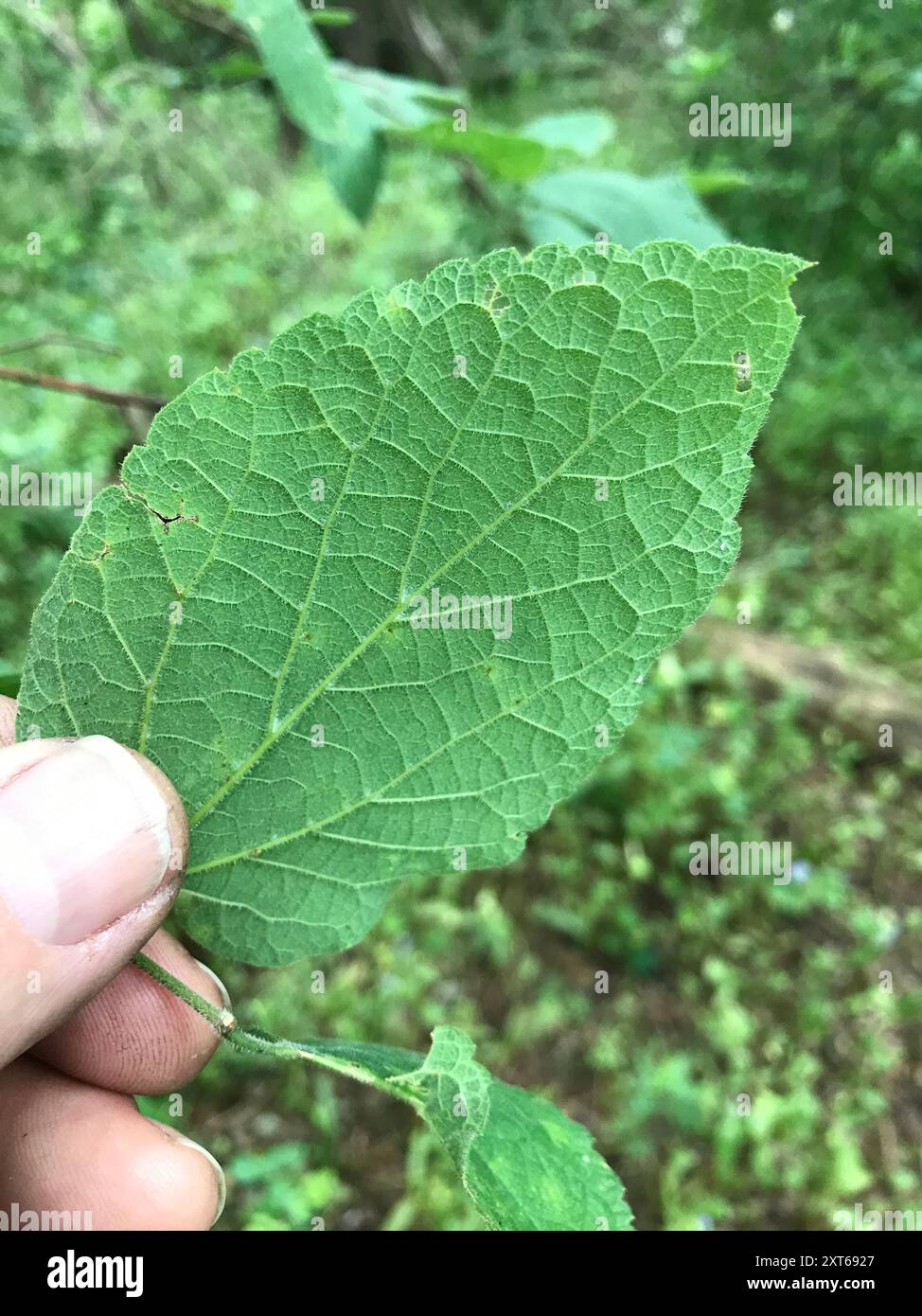 netleaf hackberry (Celtis reticulata) Plantae Stock Photo - Alamy