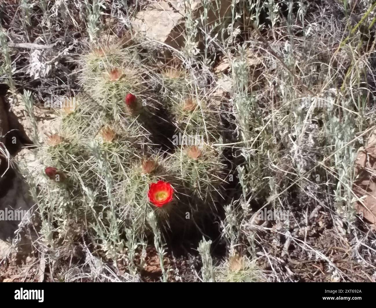 Scarlet Hedgehog Cactus (Echinocereus coccineus coccineus) Plantae ...