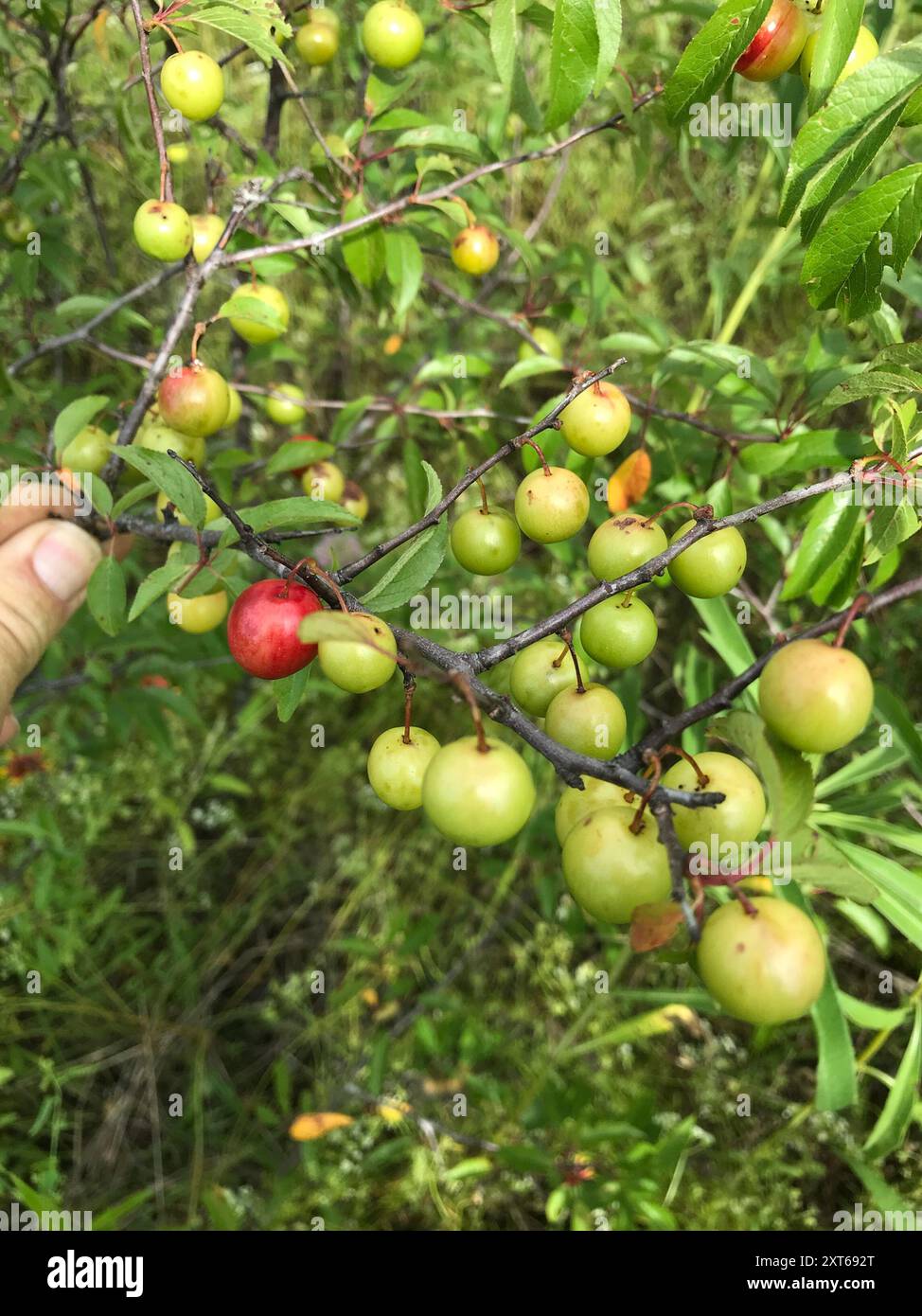 Creek plum (Prunus rivularis) Plantae Stock Photo - Alamy