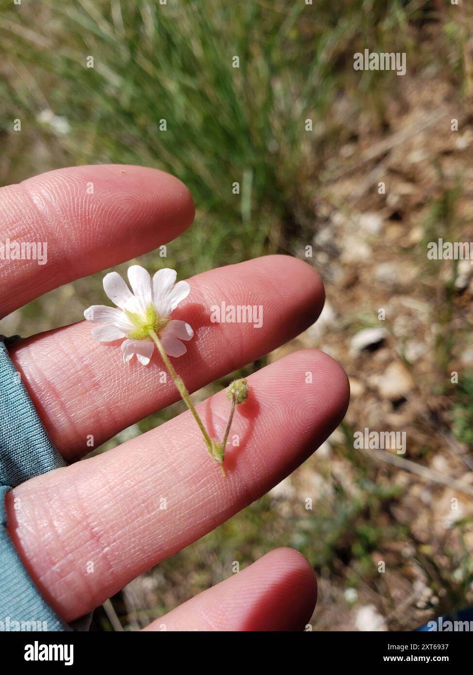 field chickweed (Cerastium arvense) Plantae Stock Photo - Alamy
