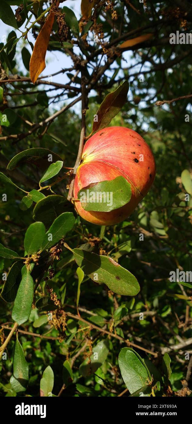California Gall Wasp (Andricus quercuscalifornicus) Insecta Stock Photo ...