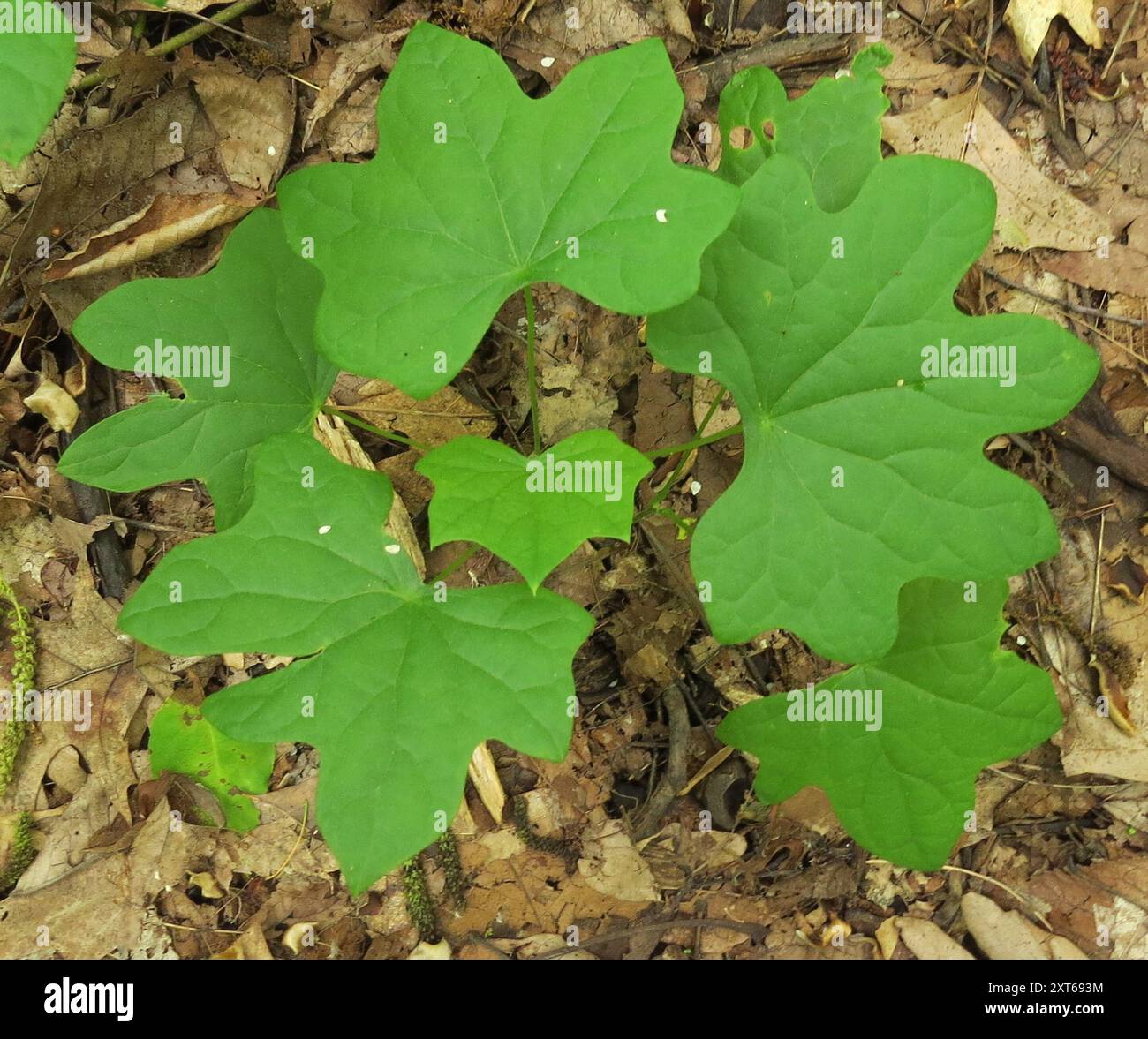 moonseed (Menispermum canadense) Plantae Stock Photo - Alamy