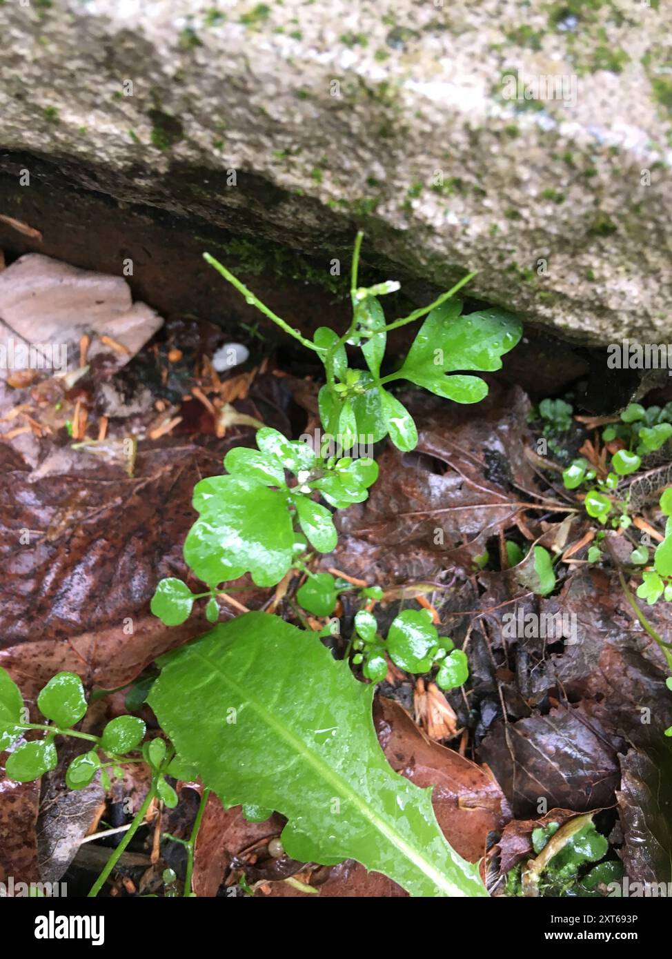Nursery bittercress (Cardamine occulta) Plantae Stock Photo - Alamy