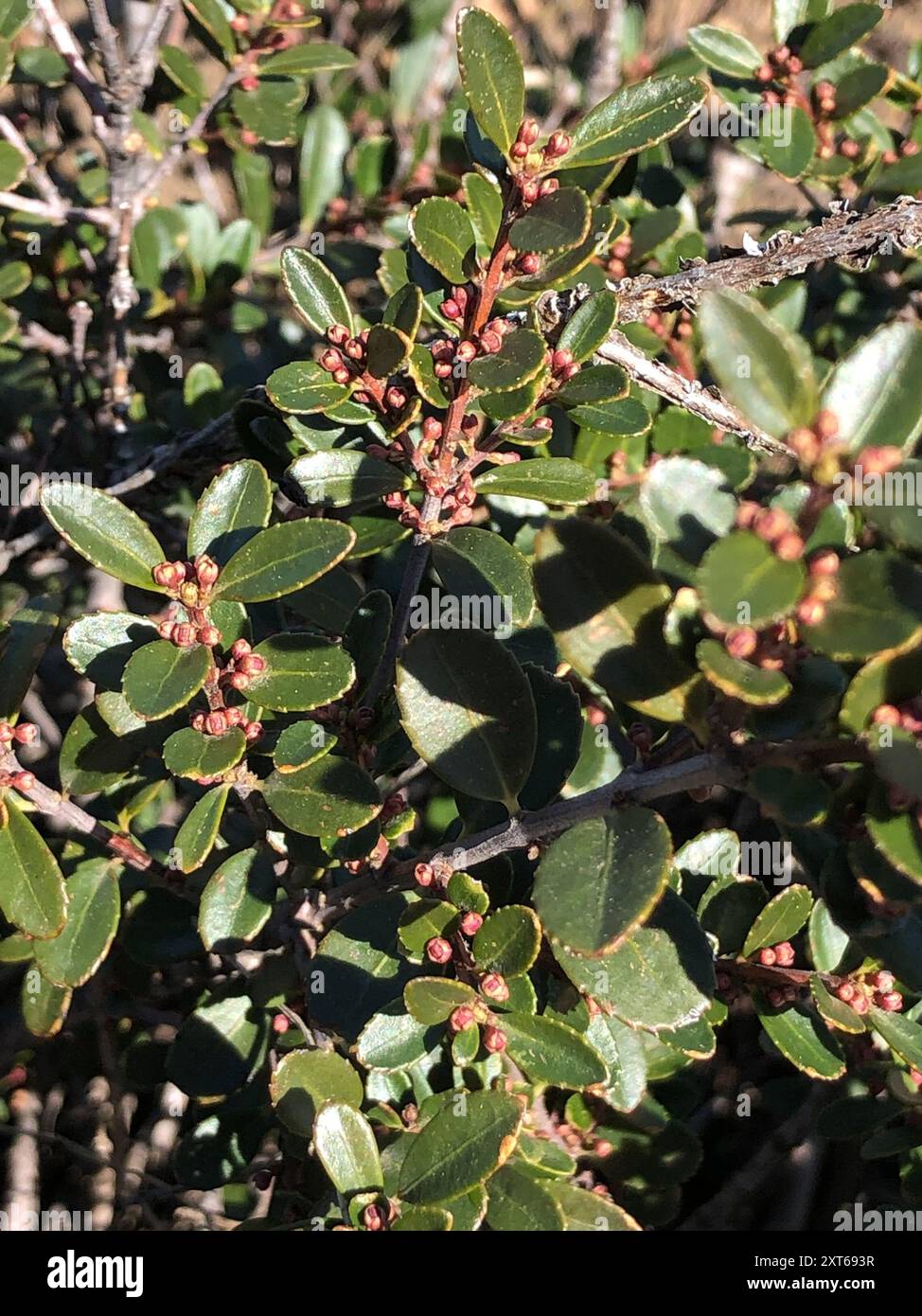 Oregon Boxwood (Paxistima myrsinites) Plantae Stock Photo - Alamy