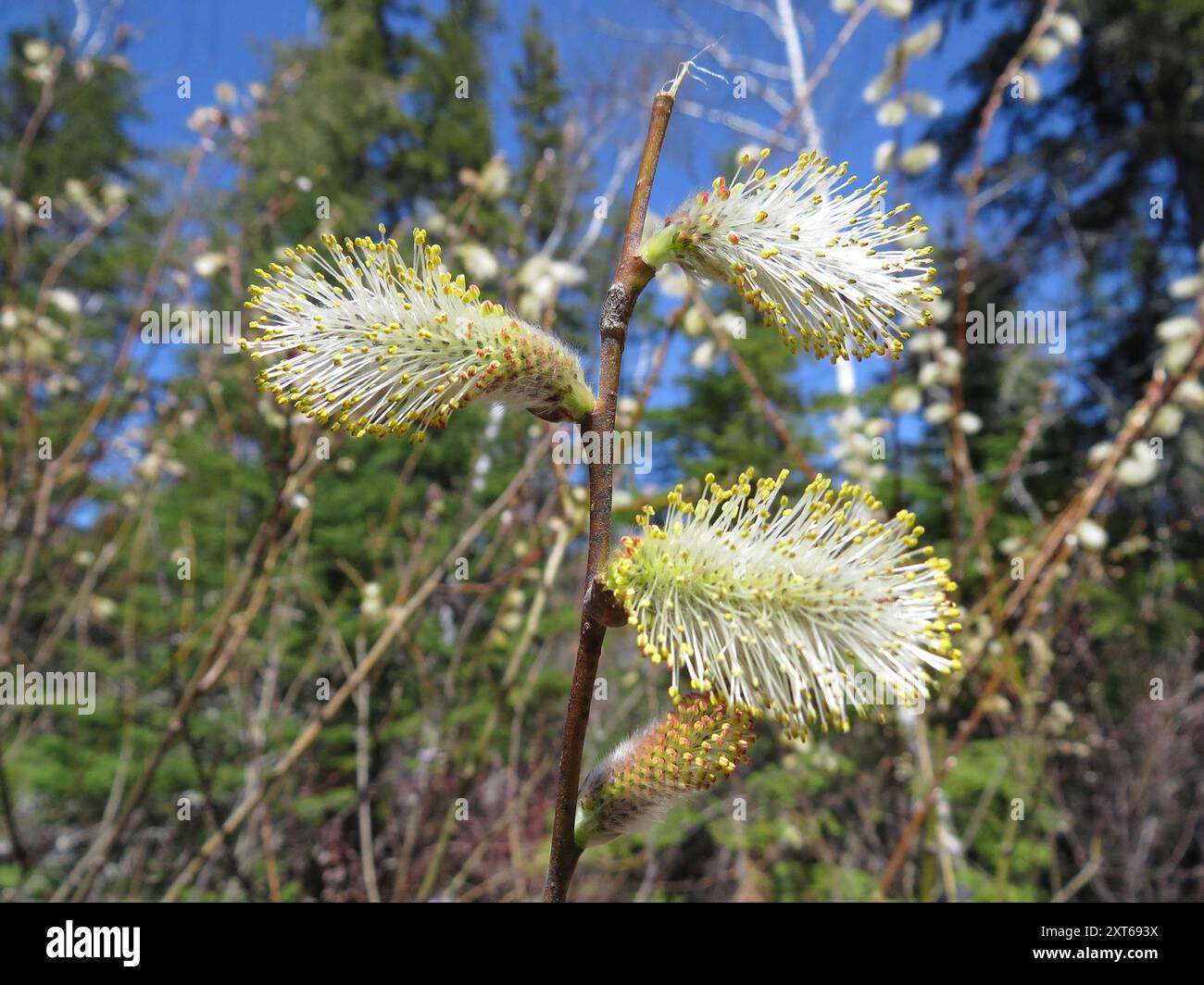 pussy willow (Salix discolor) Plantae Stock Photo - Alamy