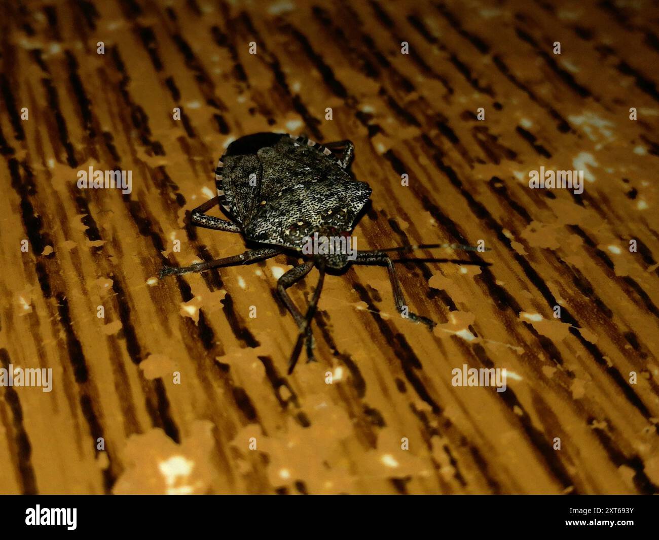 Brown Marmorated Stink Bug (Halyomorpha halys) Insecta Stock Photo - Alamy