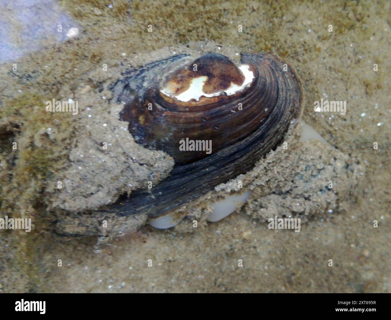 Unio crassus hi-res stock photography and images - Alamy