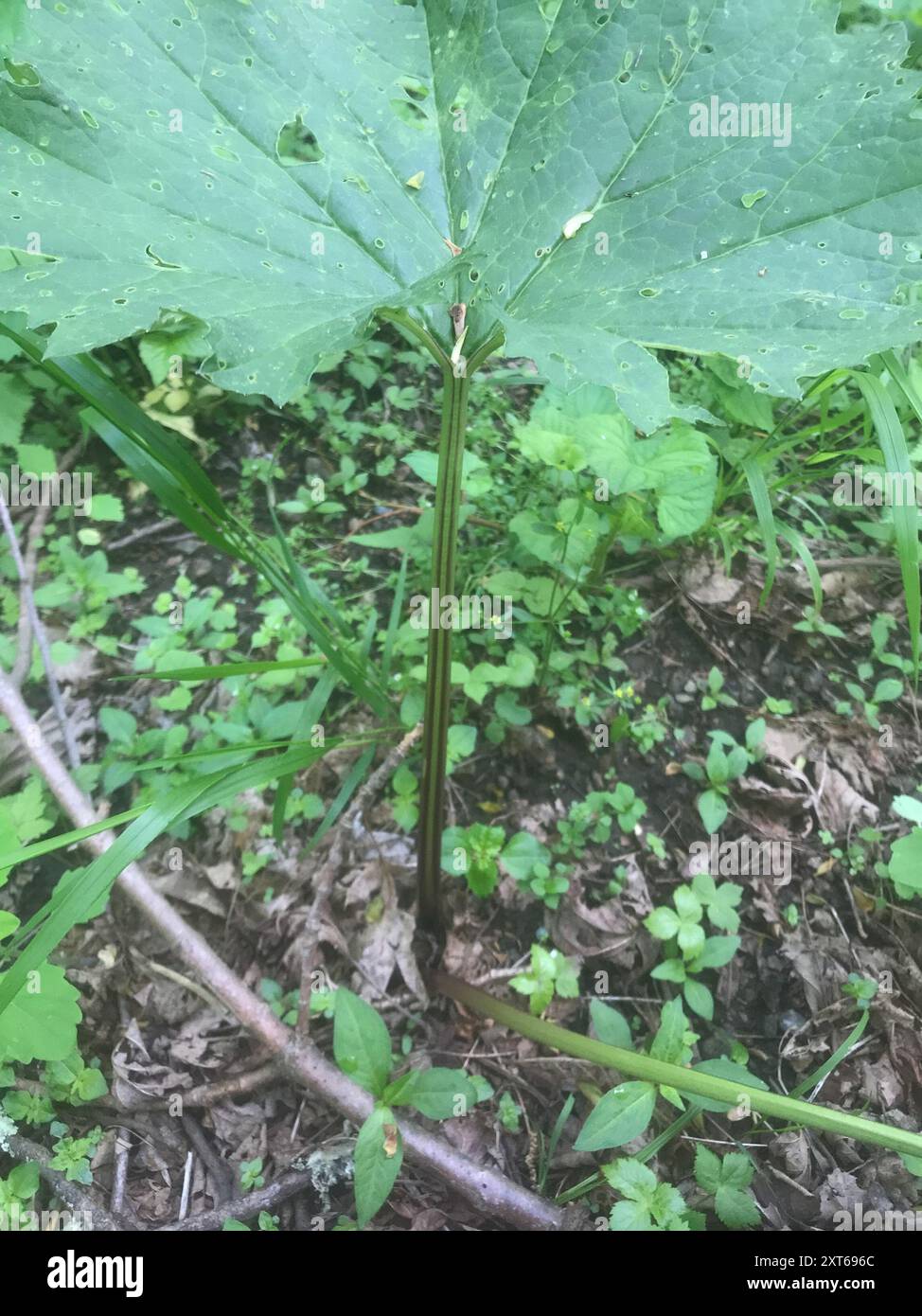 Great Indian Plantain (Arnoglossum reniforme) Plantae Stock Photo - Alamy
