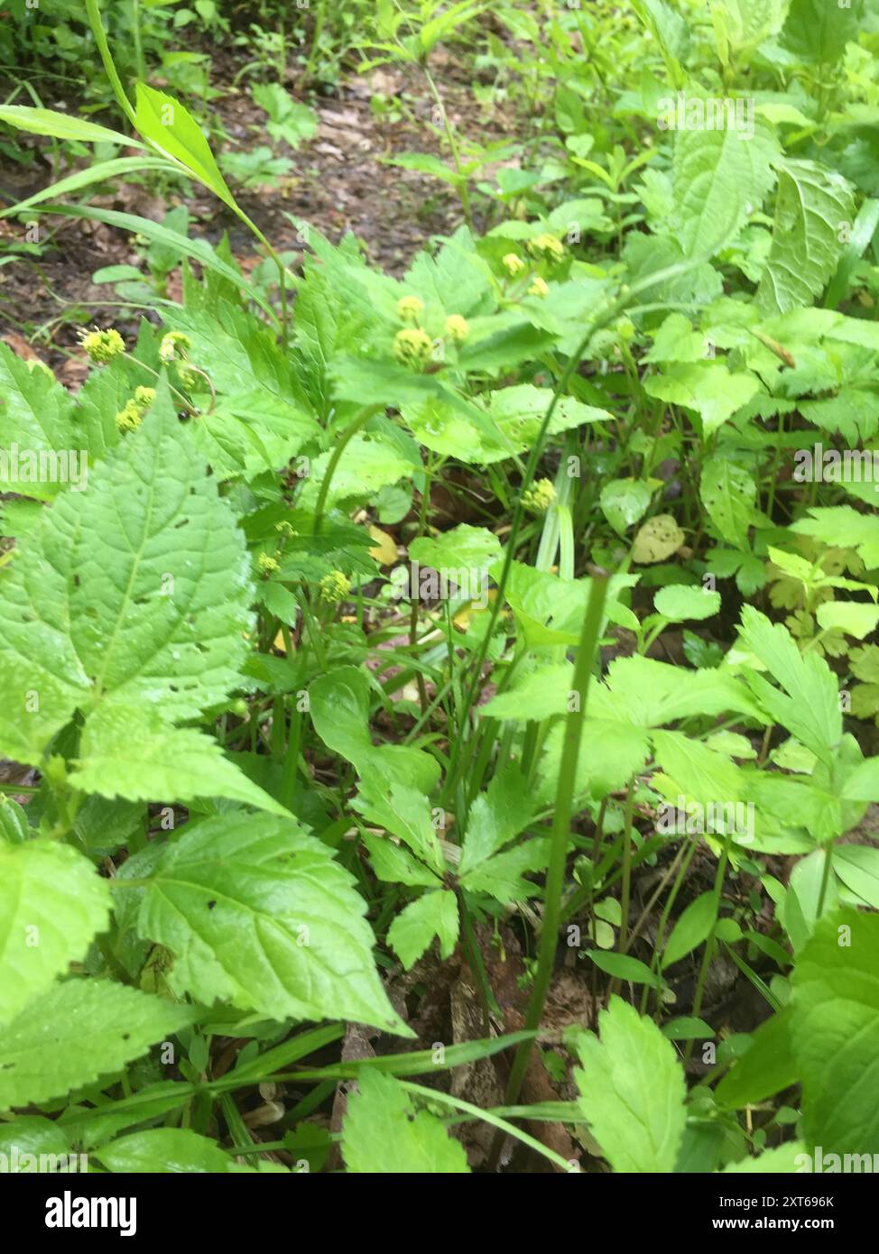 Clustered Sanicle (Sanicula odorata) Plantae Stock Photo - Alamy