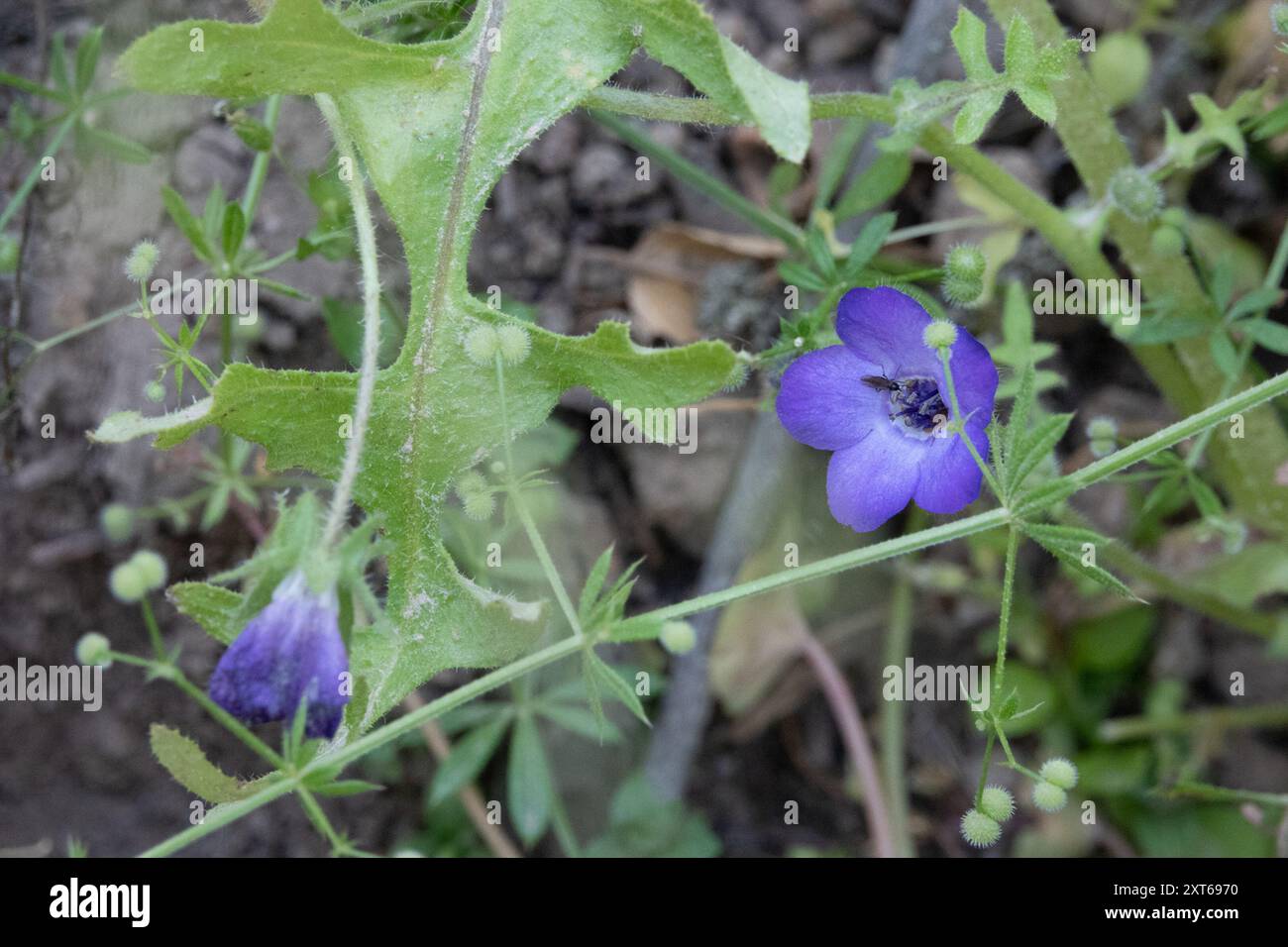 Fiesta Flower (Pholistoma auritum) Plantae Stock Photo - Alamy