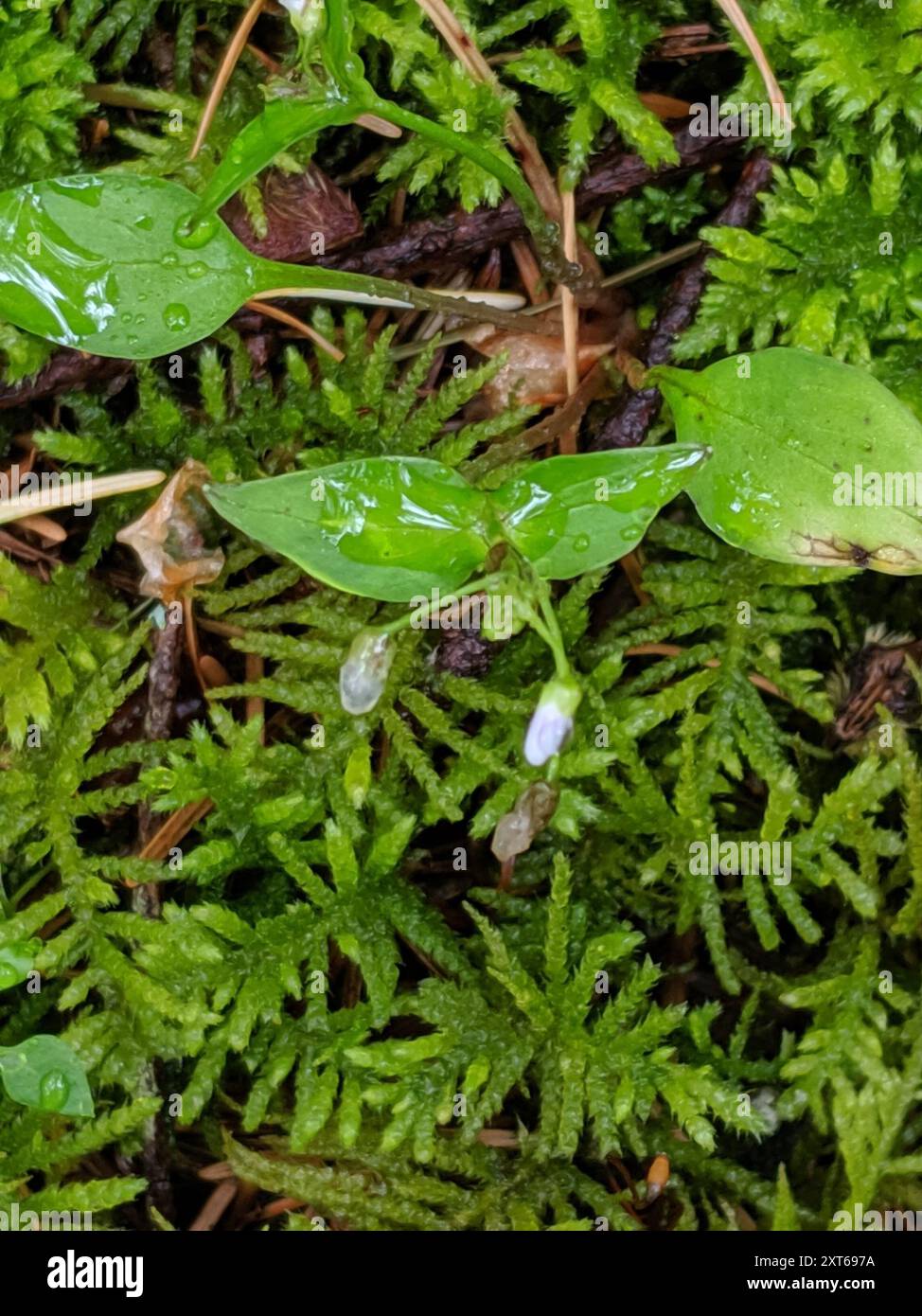 vascular plants (Tracheophyta) Plantae Stock Photo - Alamy