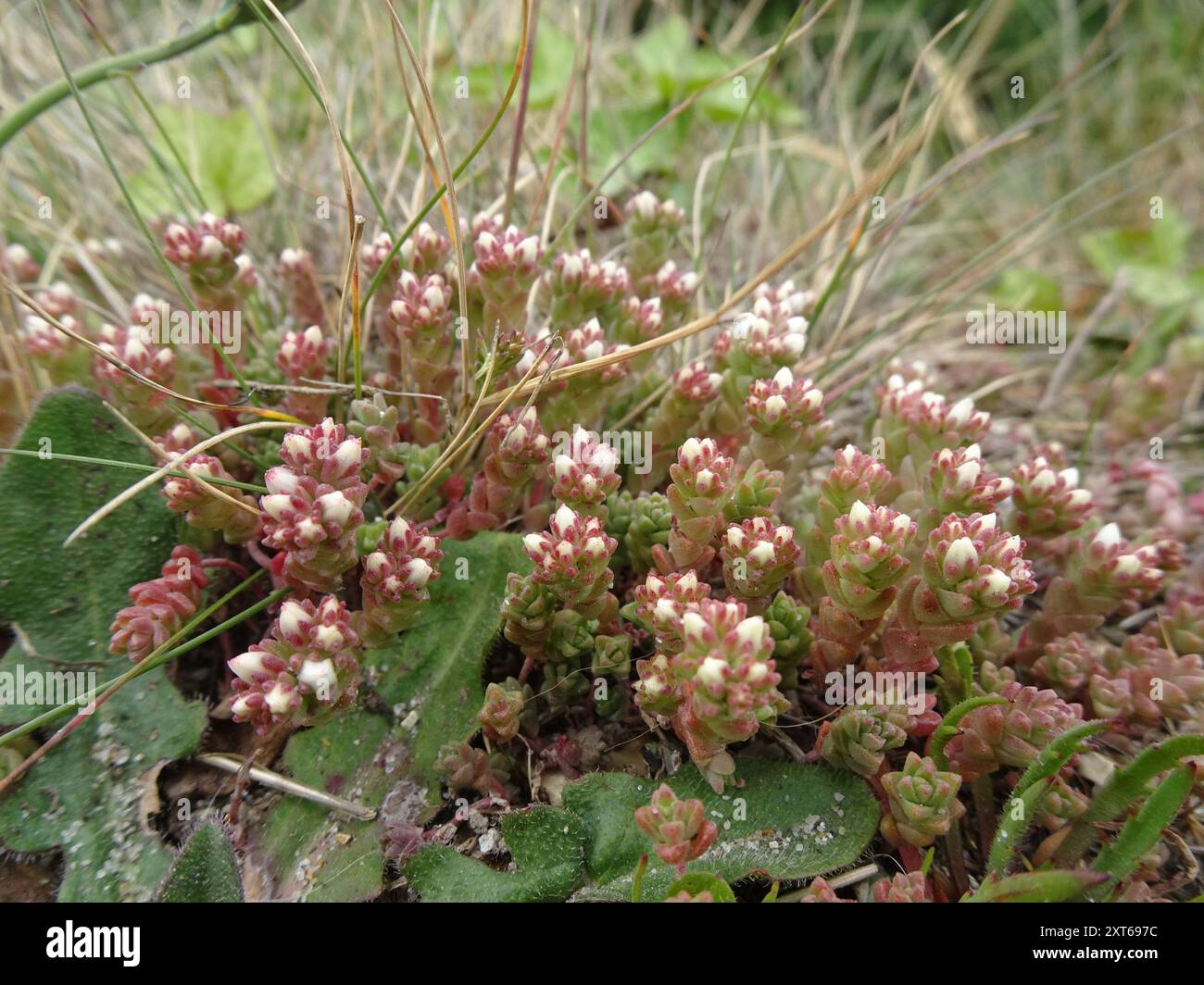 English Stonecrop (Sedum anglicum) Plantae Stock Photo - Alamy