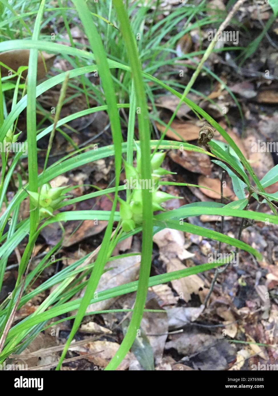 bladder sedge (Carex intumescens) Plantae Stock Photo - Alamy