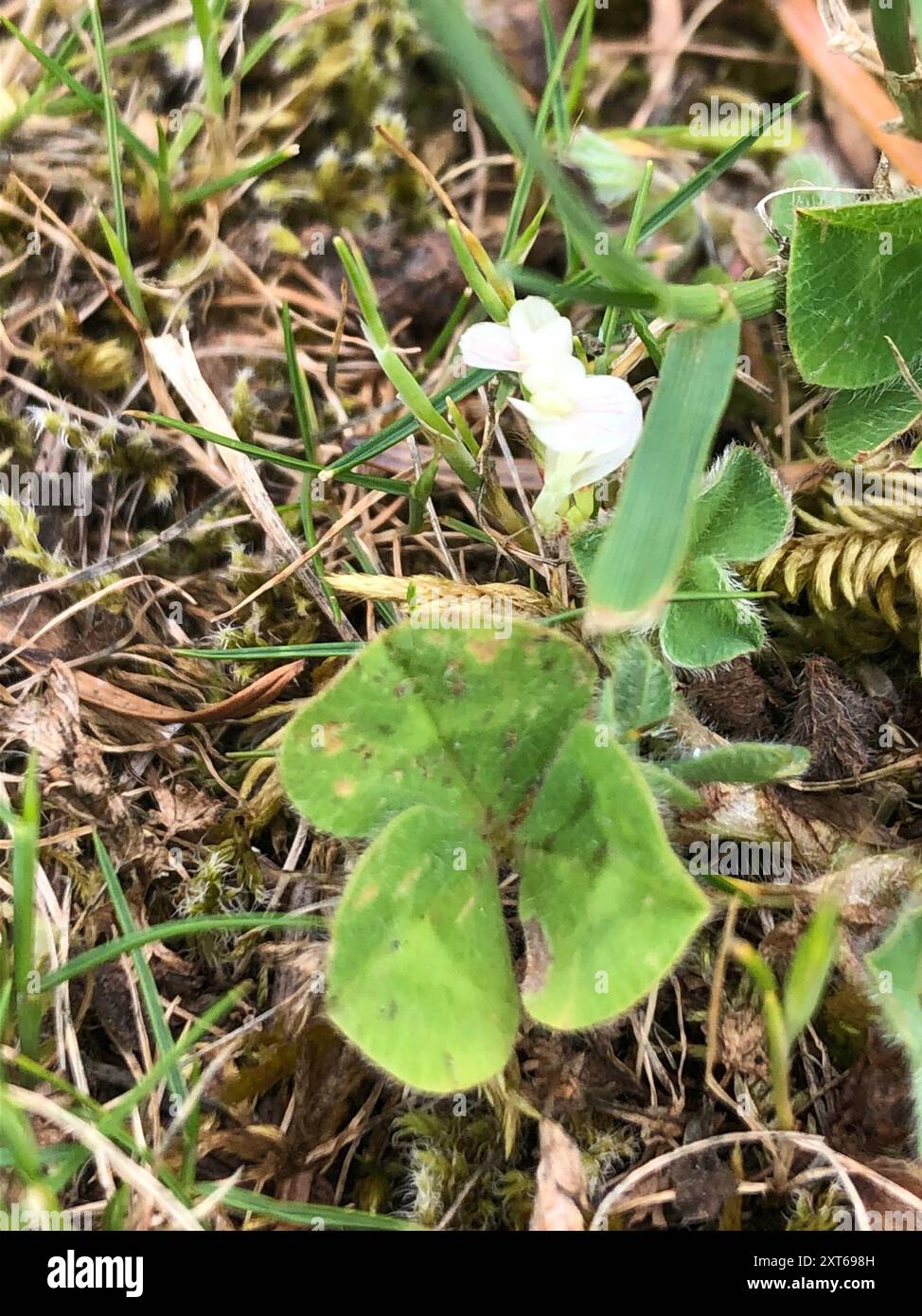 Subterranean Clover (Trifolium subterraneum) Plantae Stock Photo - Alamy